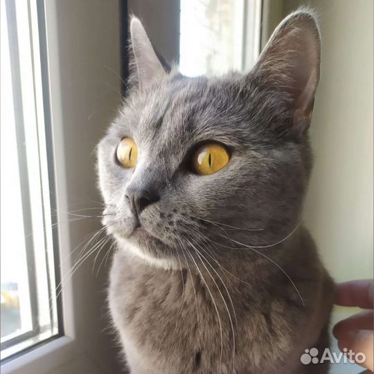 Британский котик Юркис, бесплатно, в добрые руки