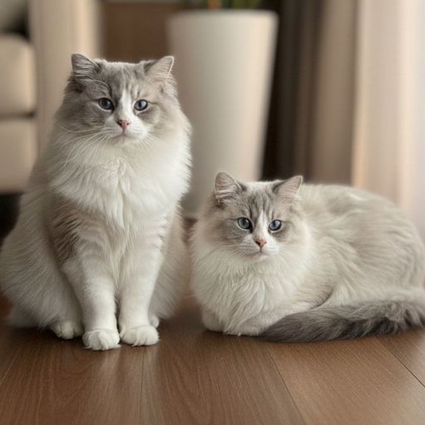 Рэгдолл, взрослая кошка