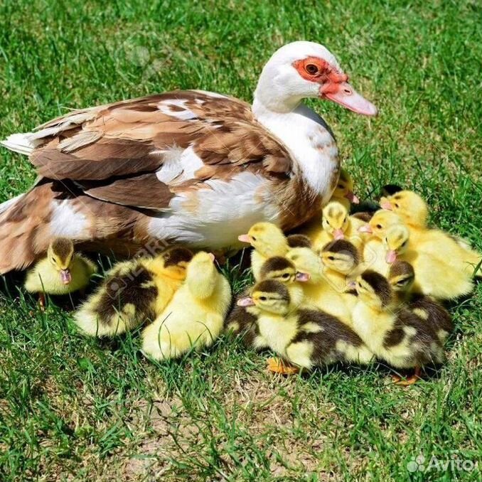 Продам индо утку с утятами