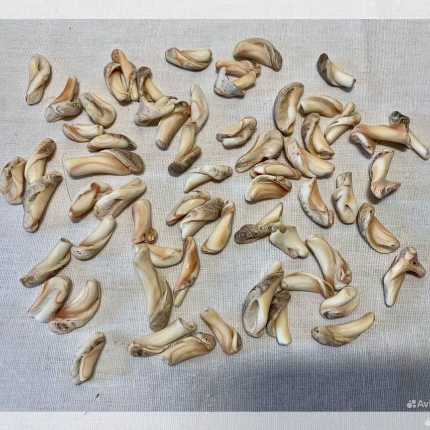 Морские ракушки для аквариума, поделок