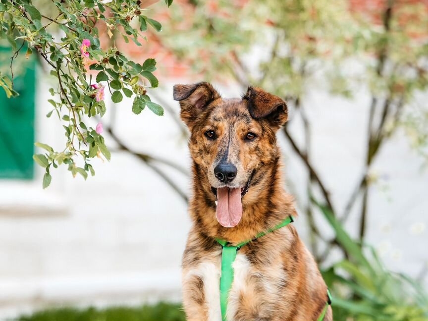 Собака в добрые руки