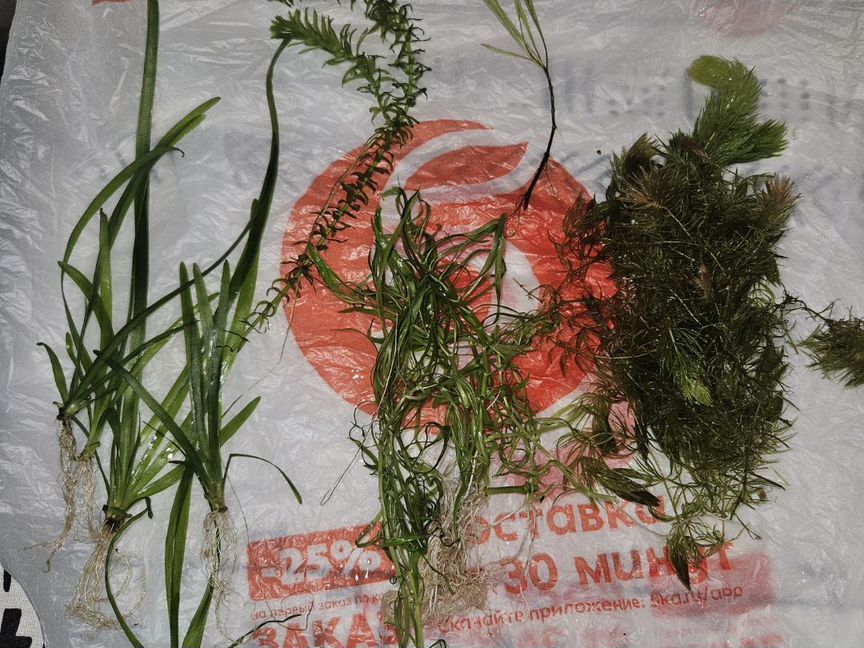 Аквариумные растения прополка