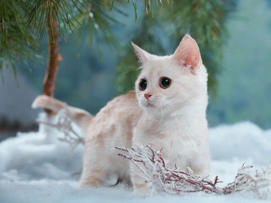 Чудесная девочка на коротких лапках