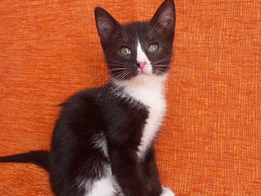 Котята в добрые руки бесплатно