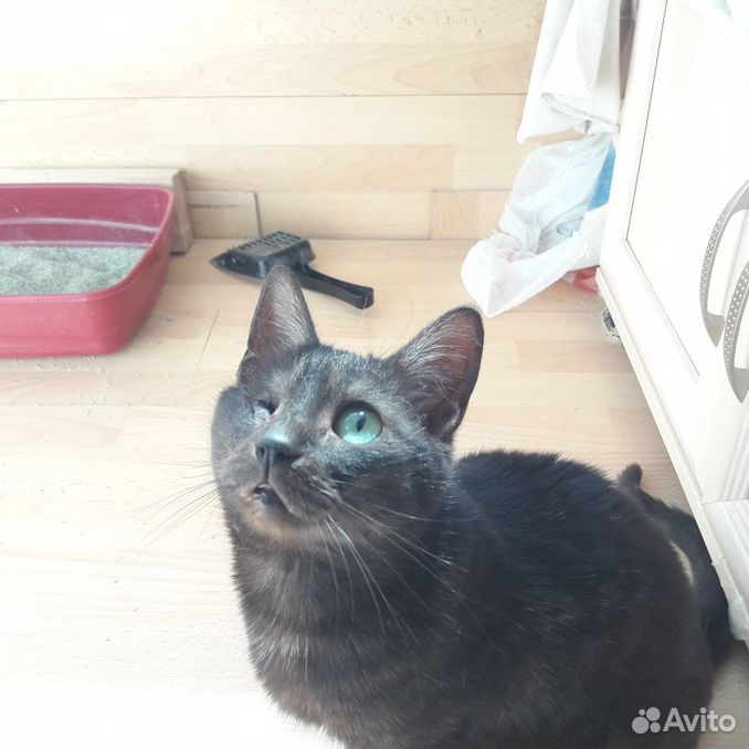 Нужен дом для маленькой,скромной Багиры