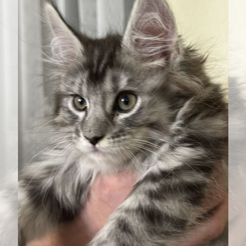 Мейн-кун котёнок