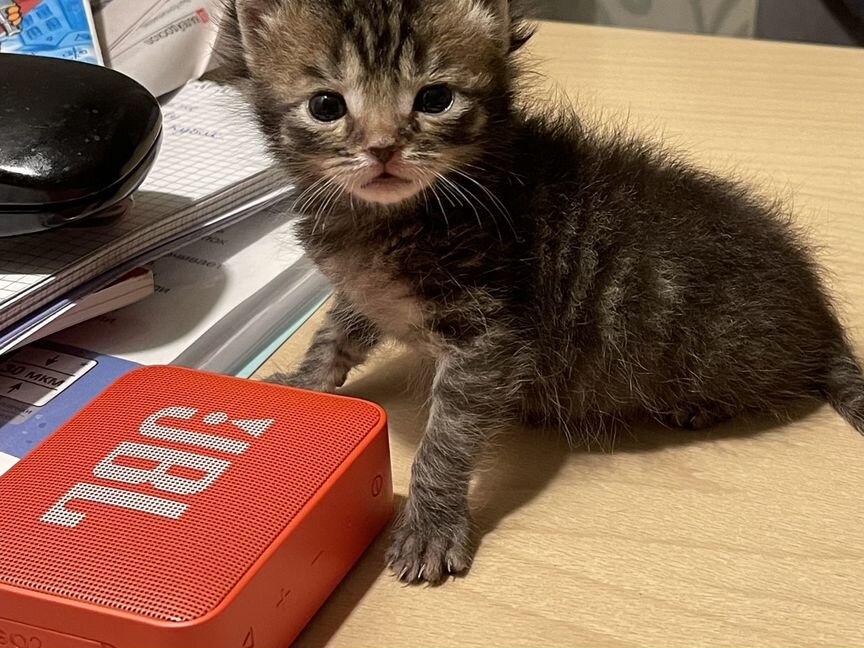 Котенок Мишутка ищет дом