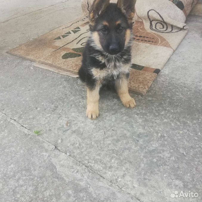 Щенок немец с родословной, привит, 2месяца