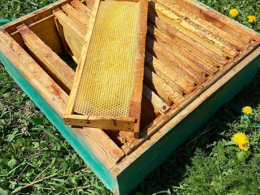 Сушь для пчел