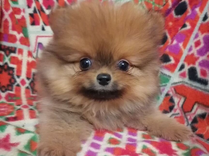 Щенки шпица