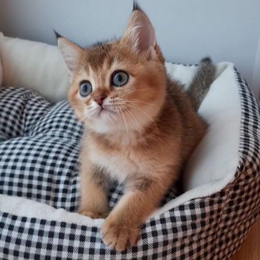 Шотландский прямоухий короткошёрстный котёнок