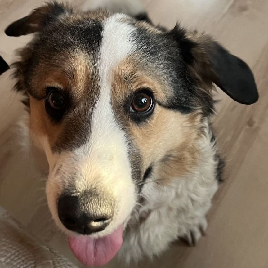 Джек-рассел-терьер, щенок