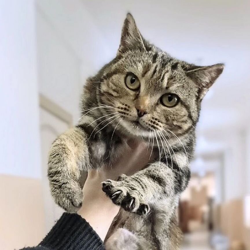 Ласковая кошечка подросток