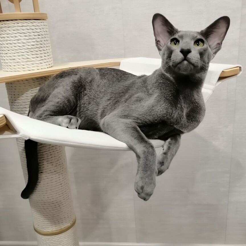 Ориентальный кот, вязка