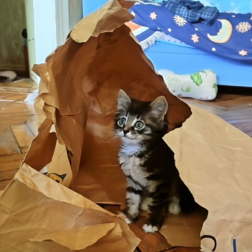 Котёнок в добрые руки