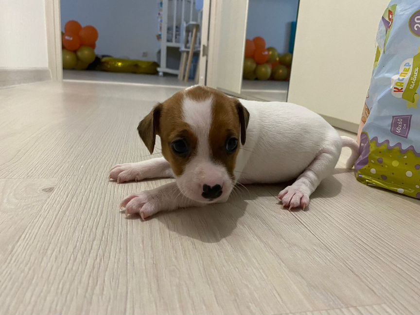 Джек Рассел терьер