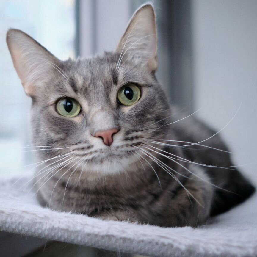 Взрослый кот в добрые руки