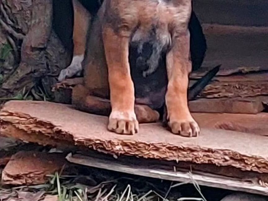 Собаки бесплатно