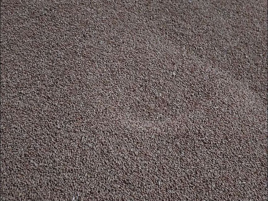 Кормовая кукуруза, Семечко корма