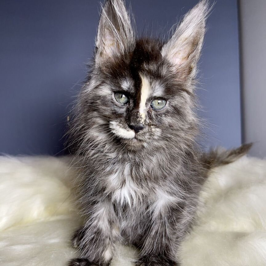 Котята мейн-кун разных окрасов