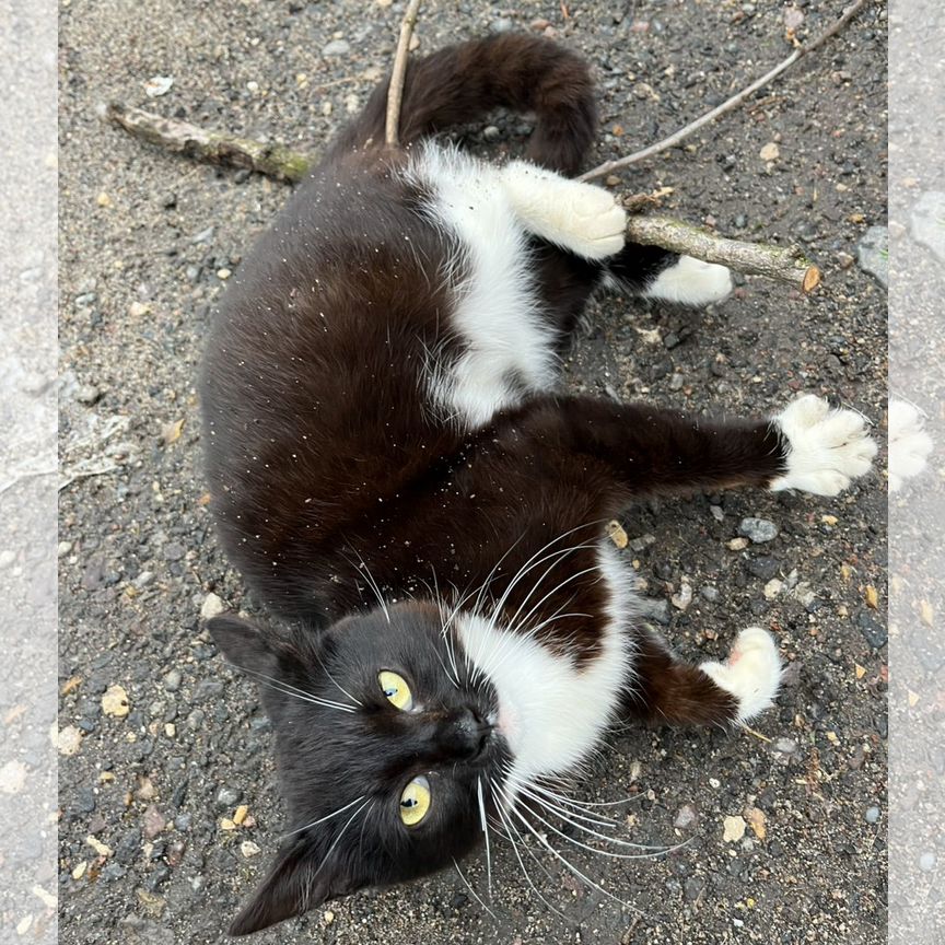 Котёнок в добрые руки