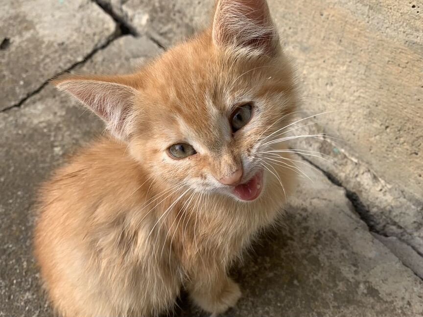 Кошка