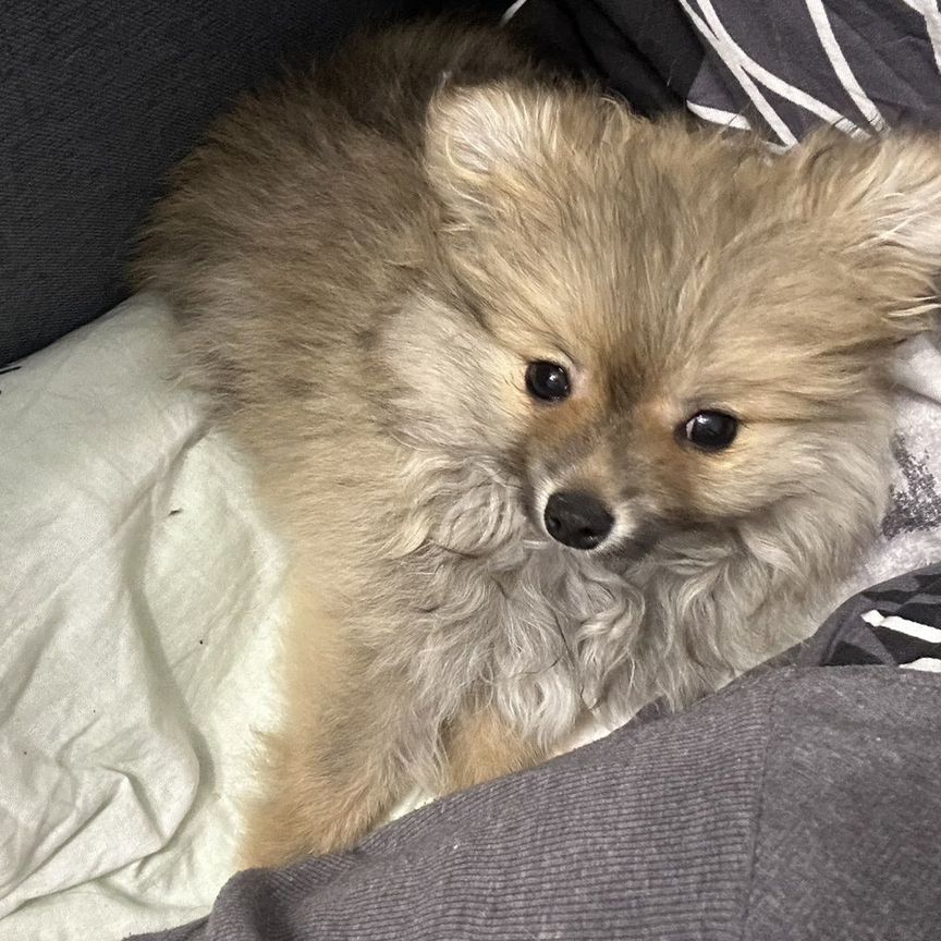 Шпиц померанский