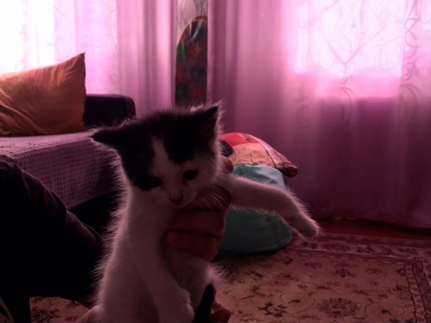Котик Тоша. Родился 5 апреля