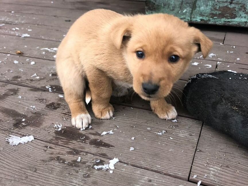 Отдам щенков помесь хаски и дворняги в добрые руки