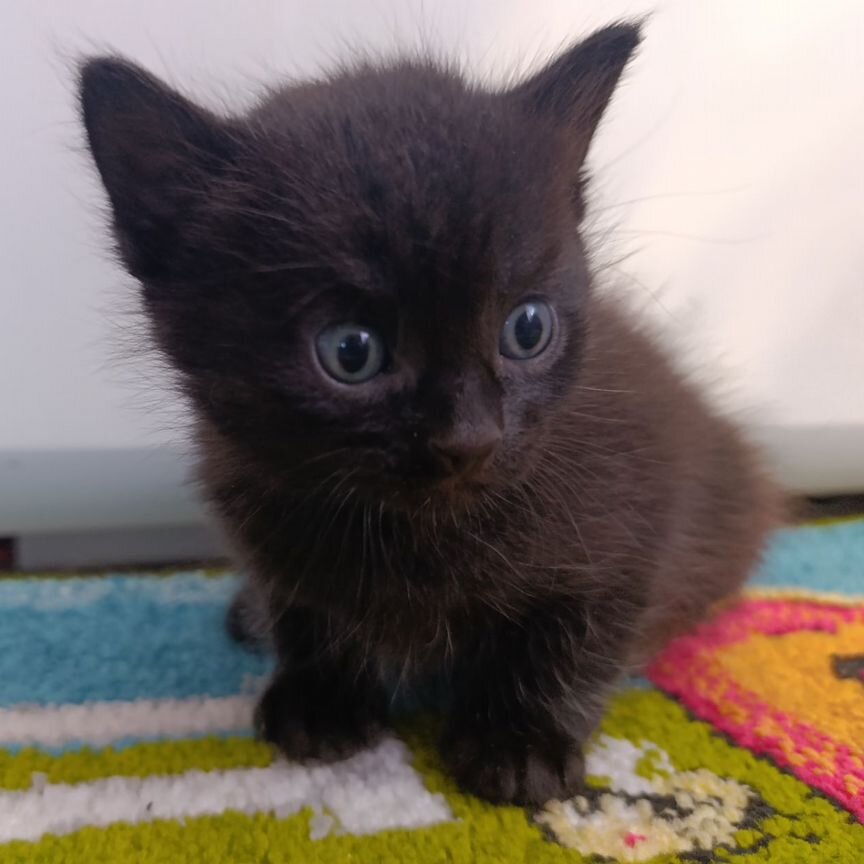 Породистые котята бесплатно в добрый руки