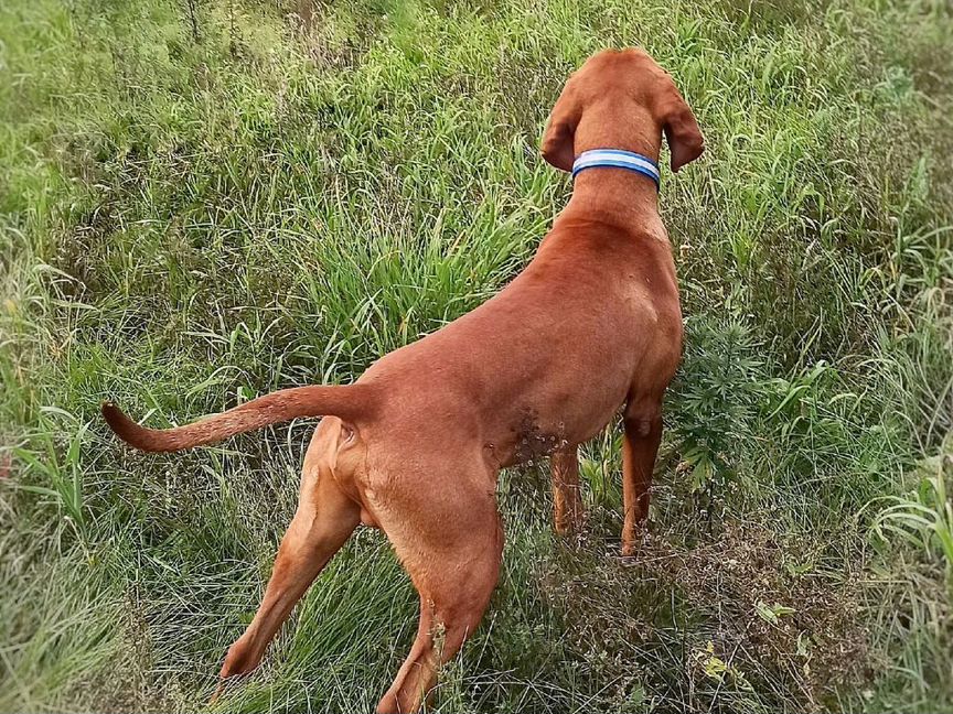 Кобель венгерской выжлы