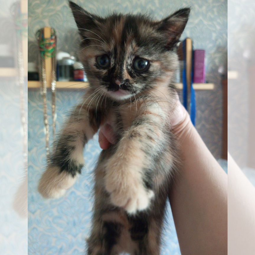 Котёнок от частного владельца