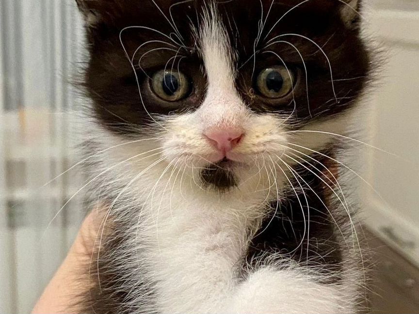 Маленький ласковый котенок из Дагестана