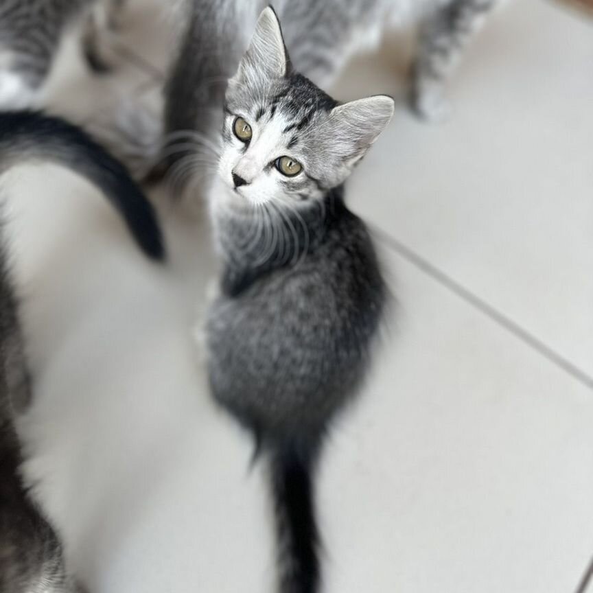 Отдам котят в хорошие руки