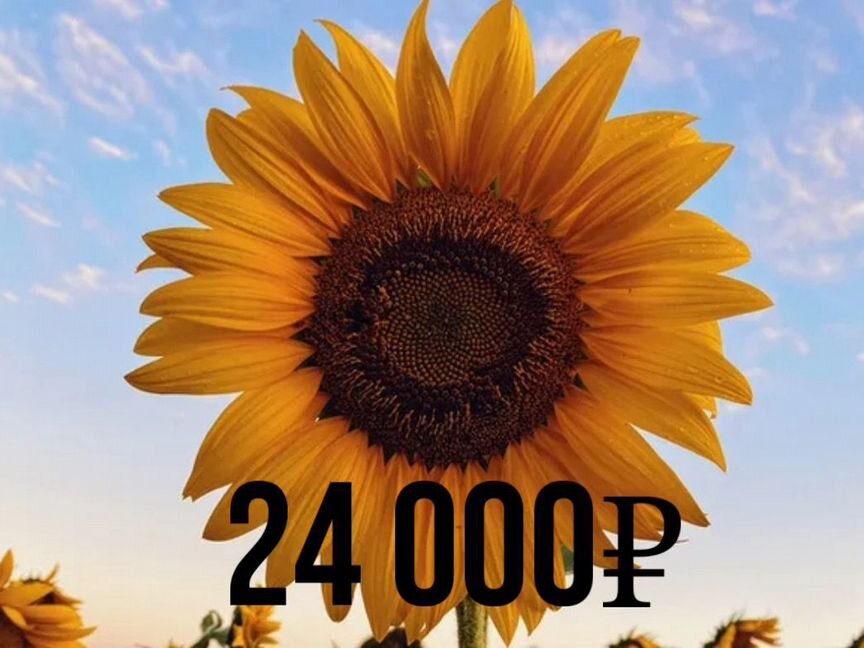 Подсолнечник