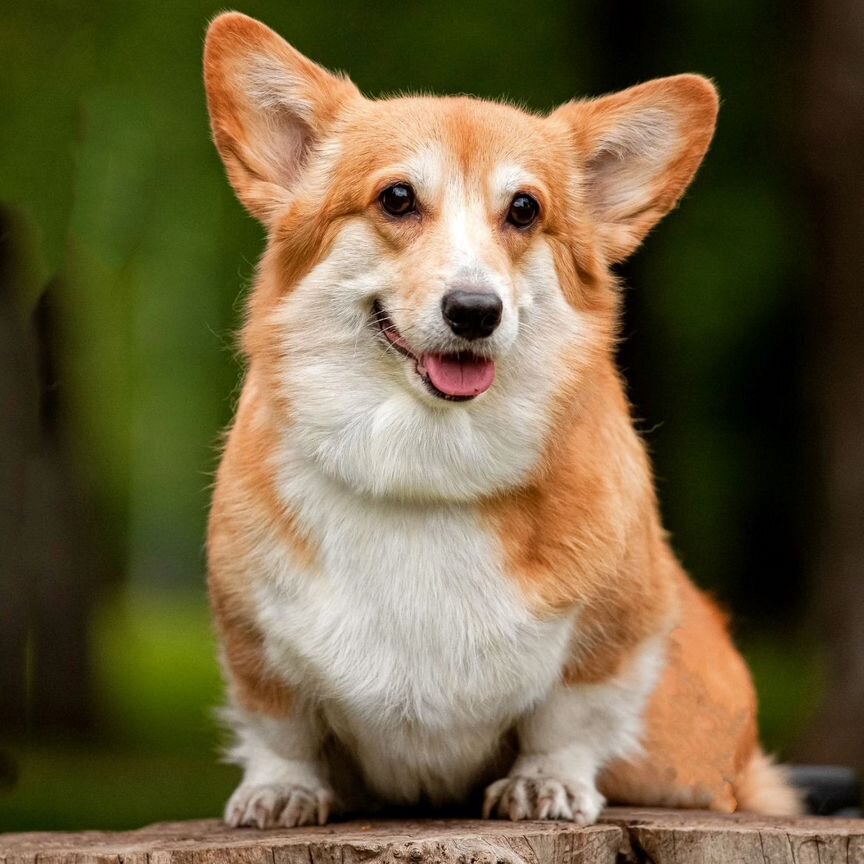 Вельш корги пемброк