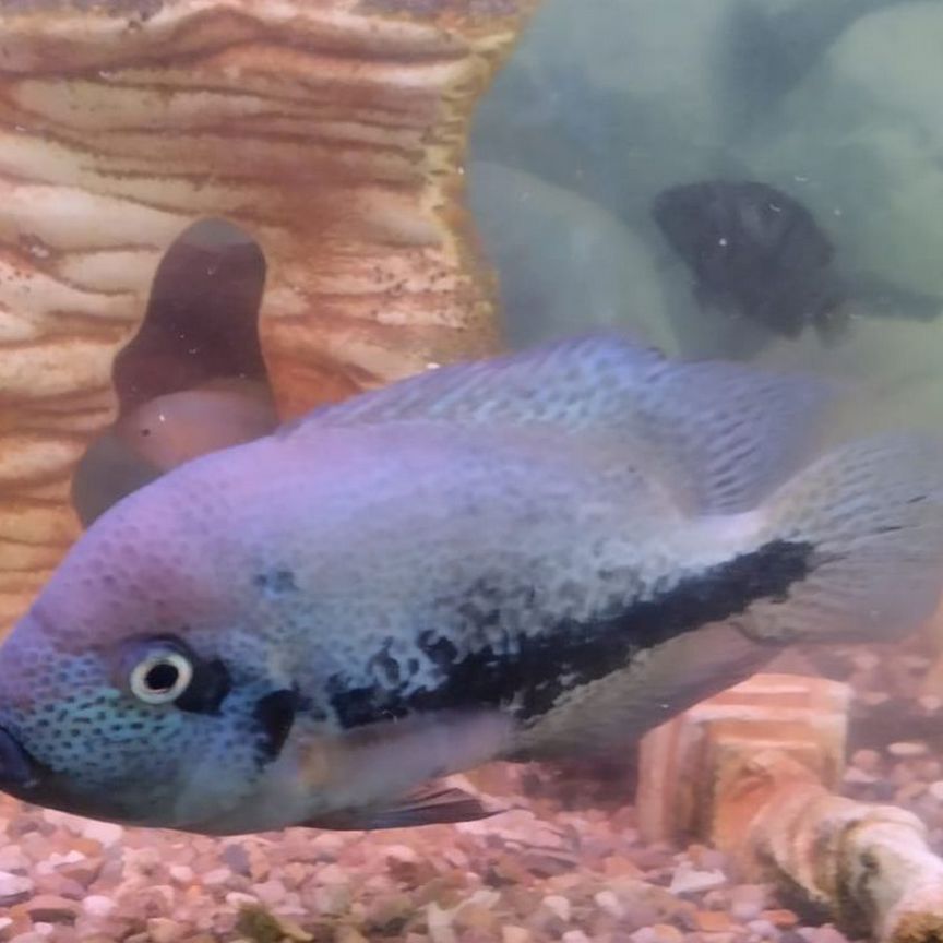 Бриллиантовая цихлазома крупная добрая Рыбь