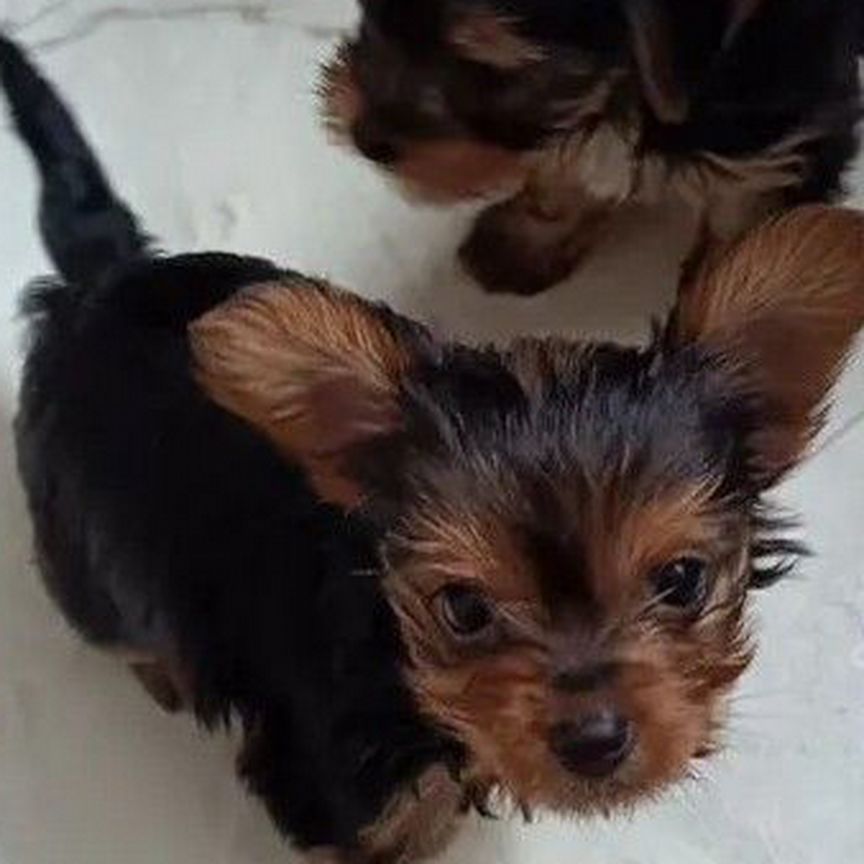 Йоркширский терьер, щенок