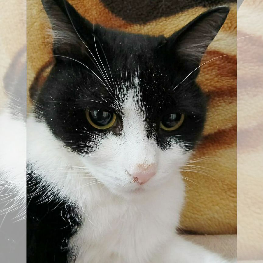 Взрослый кот в добрые руки