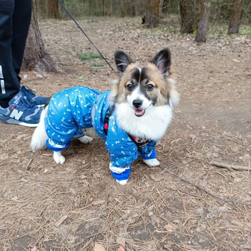 Папийон мальчик