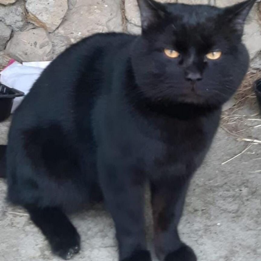Черный кот