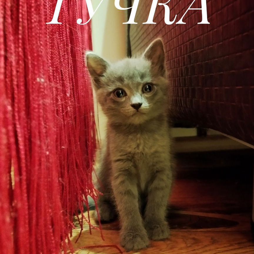 Мурлыки в добрые руки