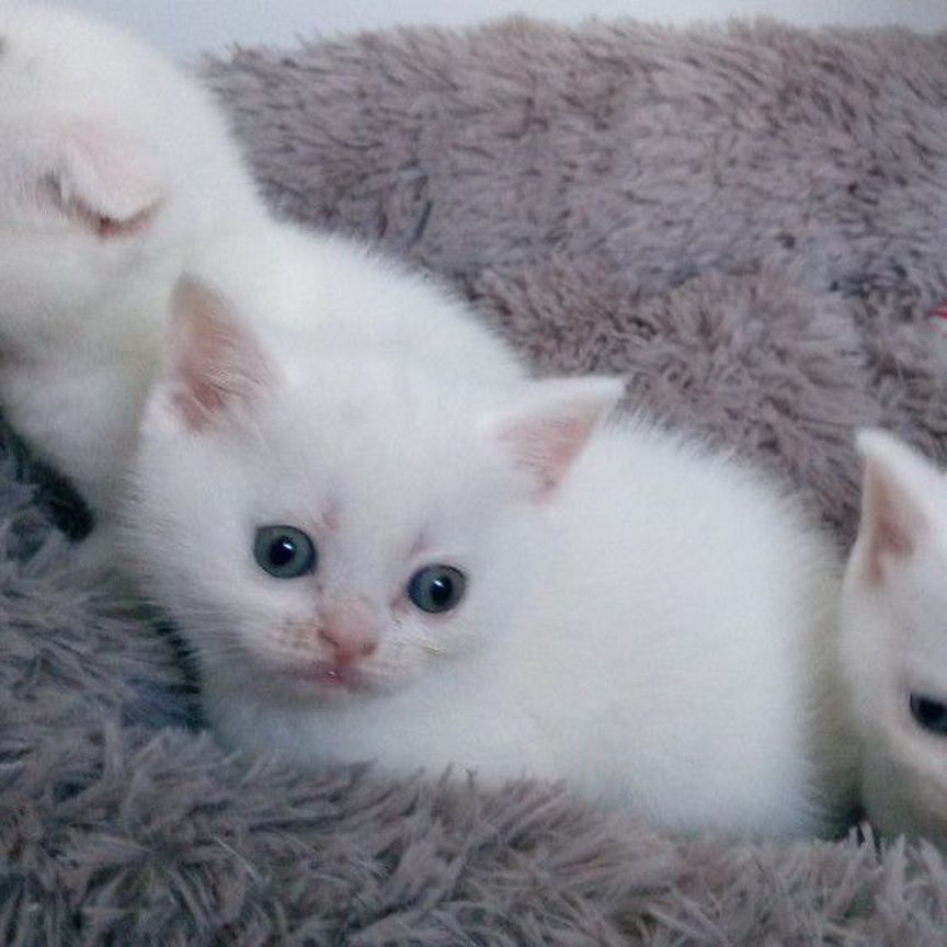 Шатланские котята