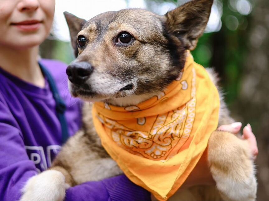 Тома-Томочка из приюта Некрасовка. Собака в дар