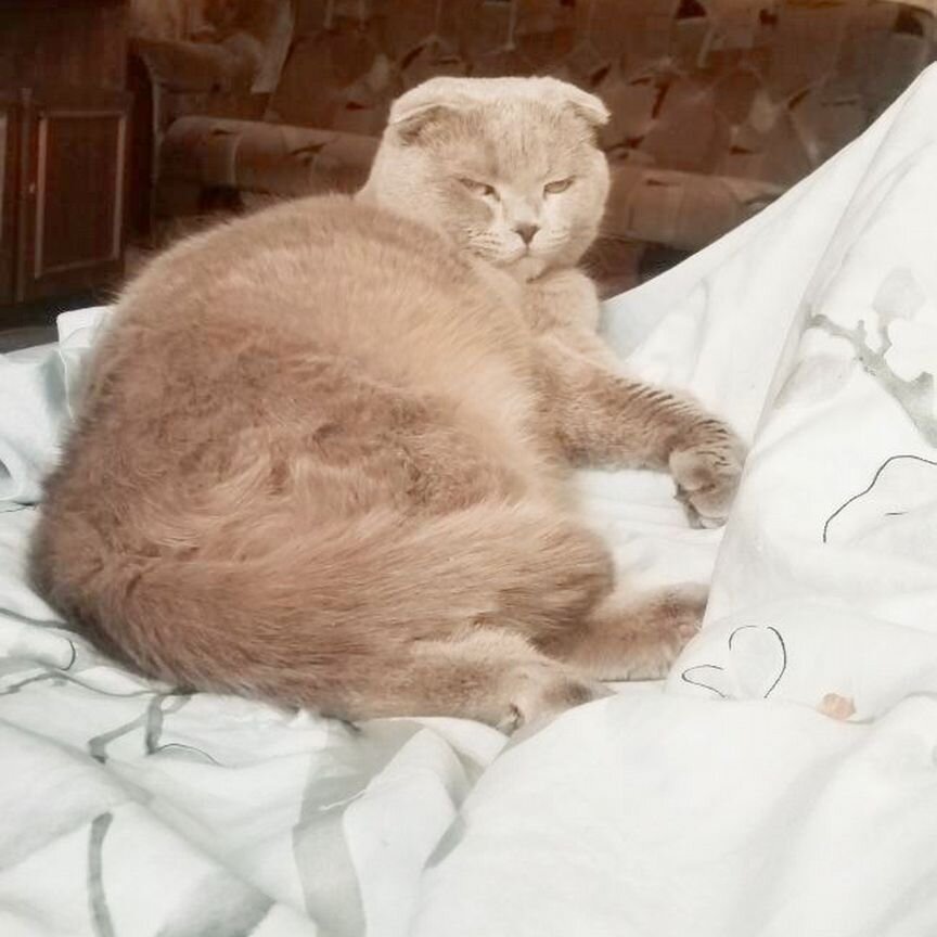 Шотландский