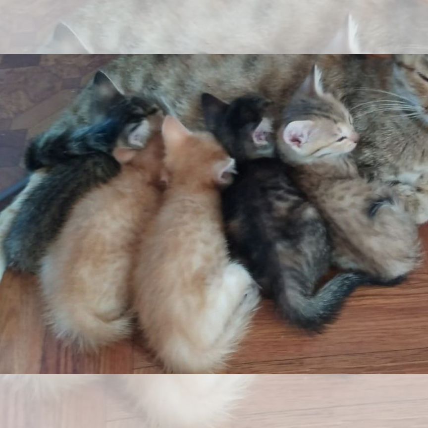 Котята отдам бесплатно