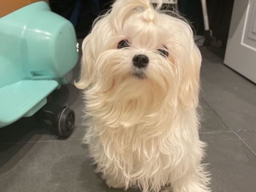 Мальтезе девочка мини