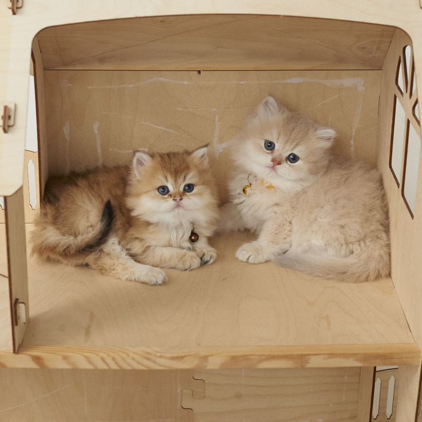 Золотые шиншиллы