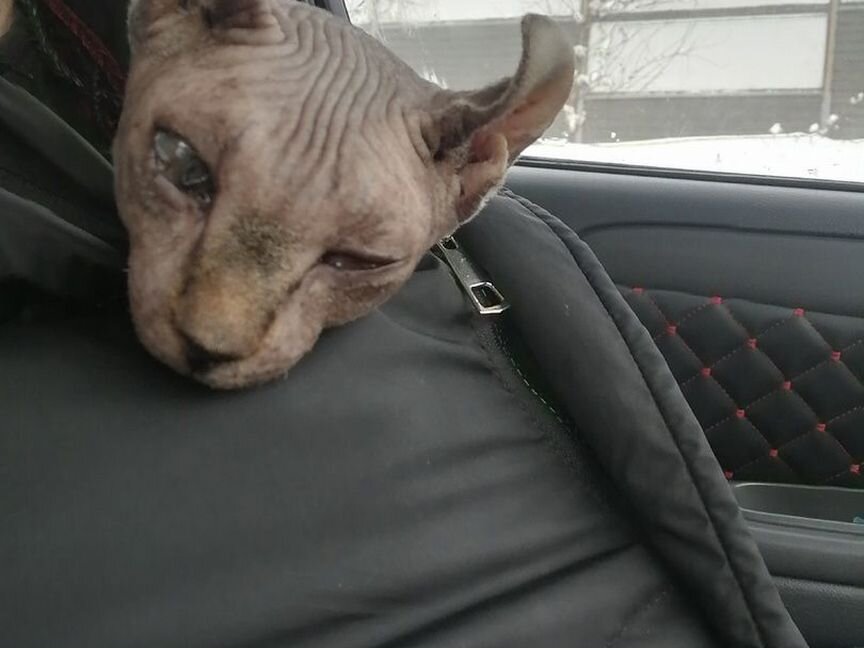 Котик болен