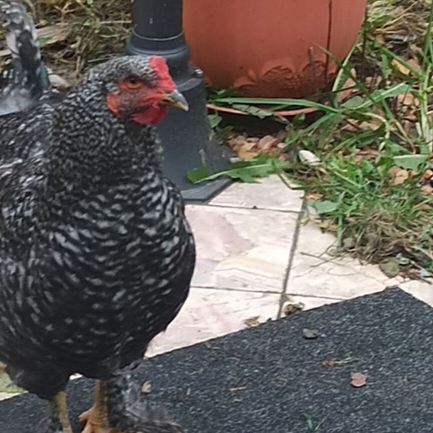 Петух разных пород